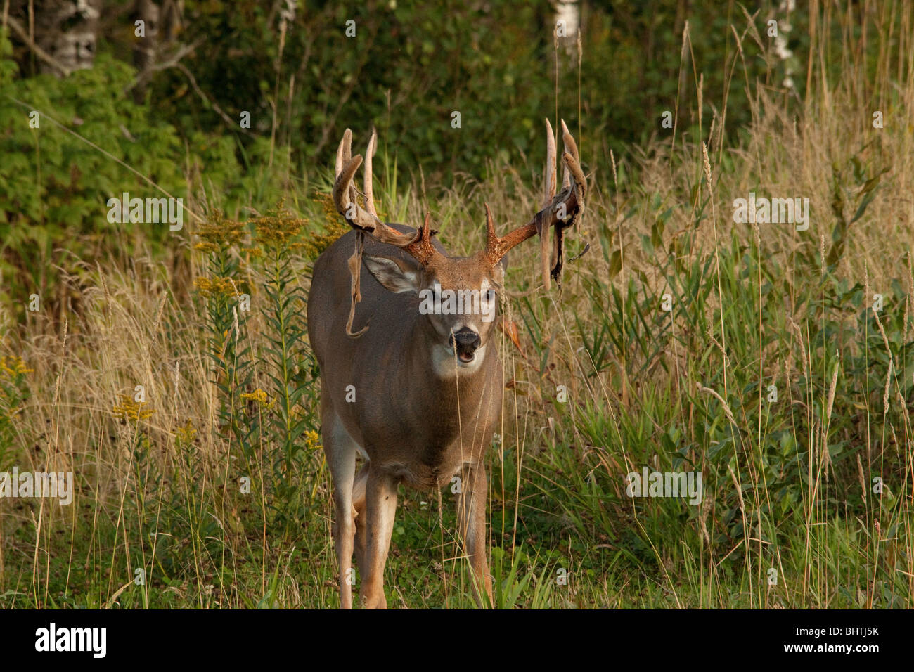 White-tailed buck in fall Stock Photo - Alamy