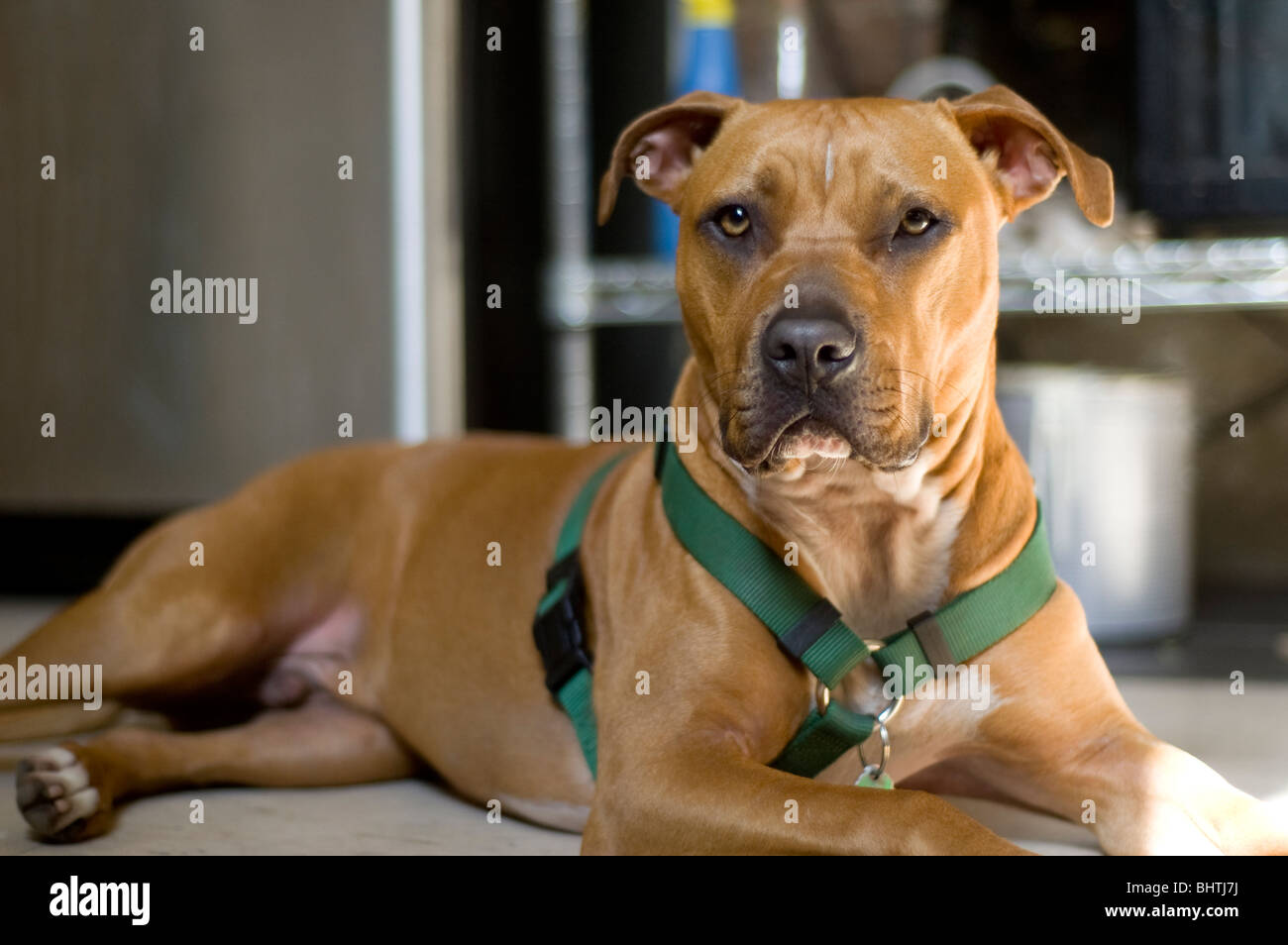 A pit bull lays in a kitchen Stock Photo - Alamy
