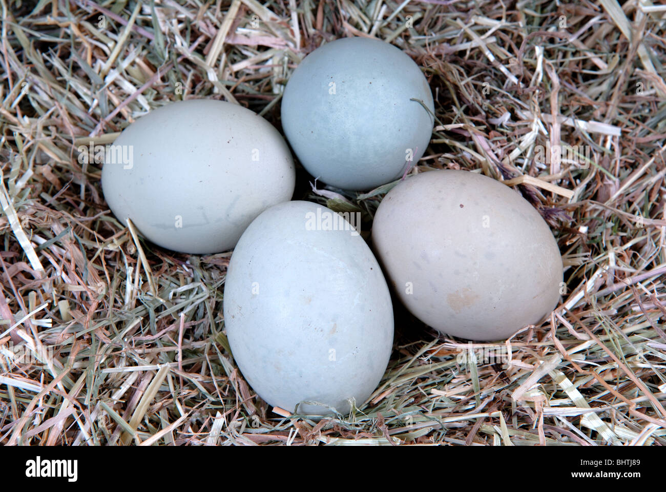 4 Hens Eggs Stock Photo - Alamy