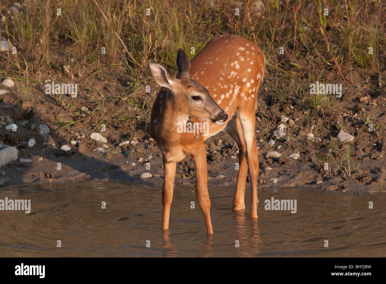 Fawn spotted fur for camouflage hi-res stock photography and images - Alamy