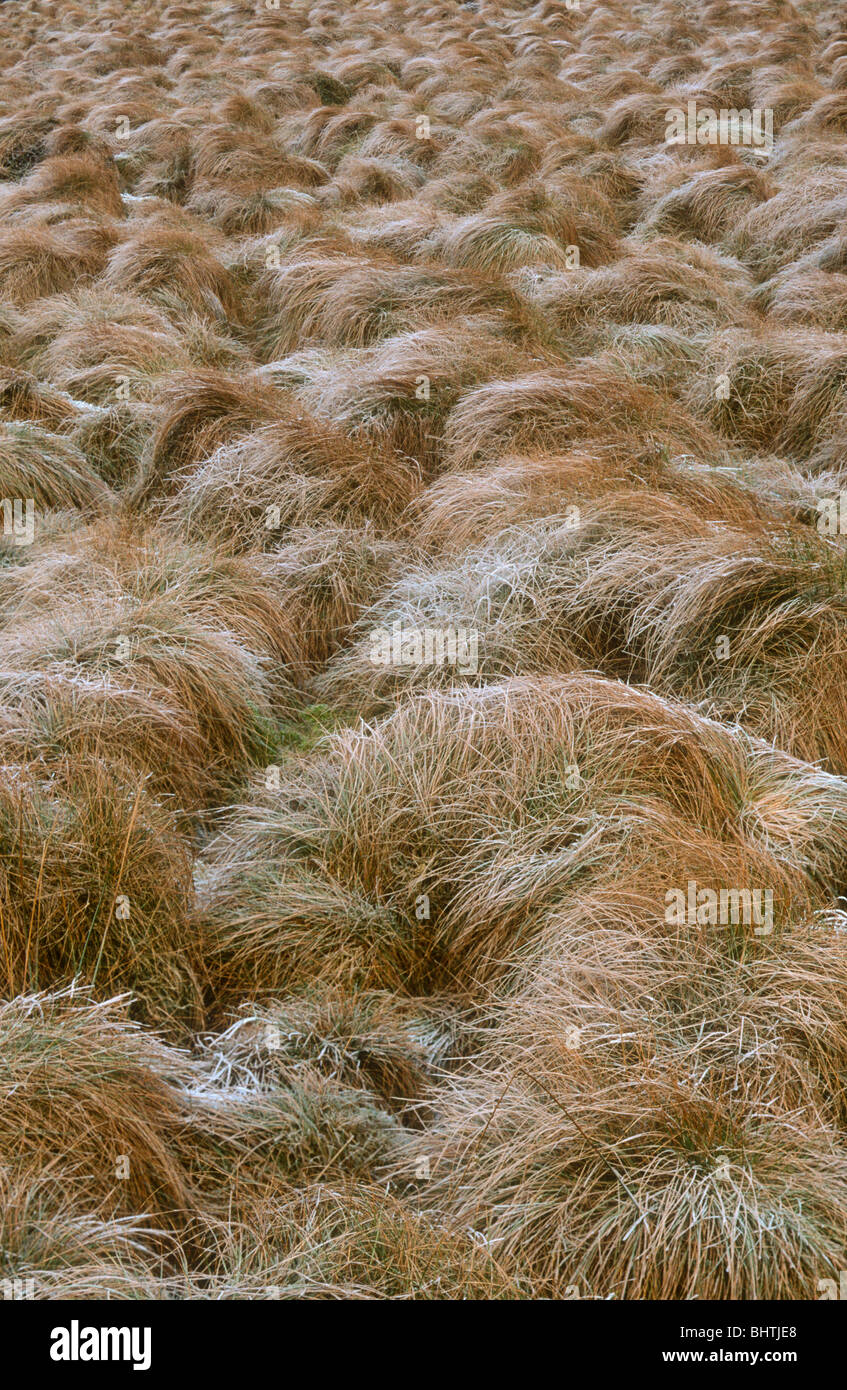 Tussock grass and frost, Totley Moor, Derbyshire, England Stock Photo ...