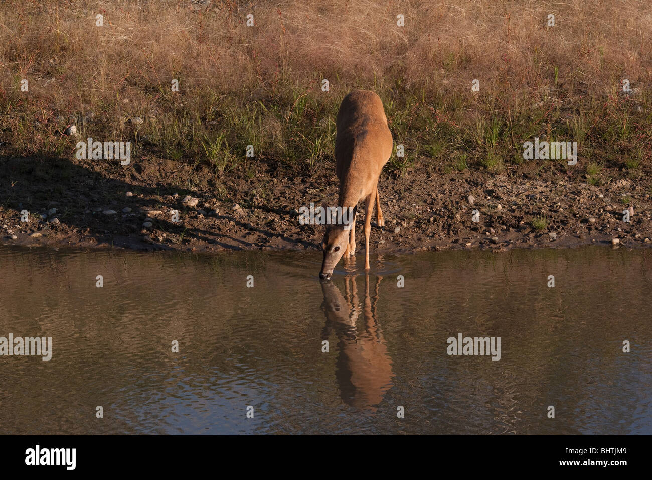 Deer drinking stream hi-res stock photography and images - Alamy