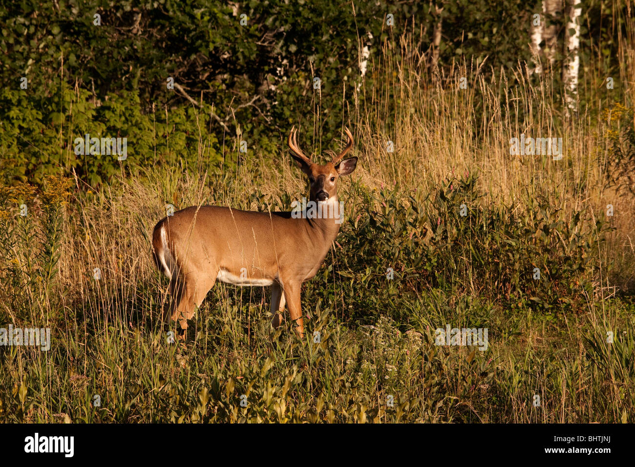 White tail buck large rack hi-res stock photography and images - Alamy