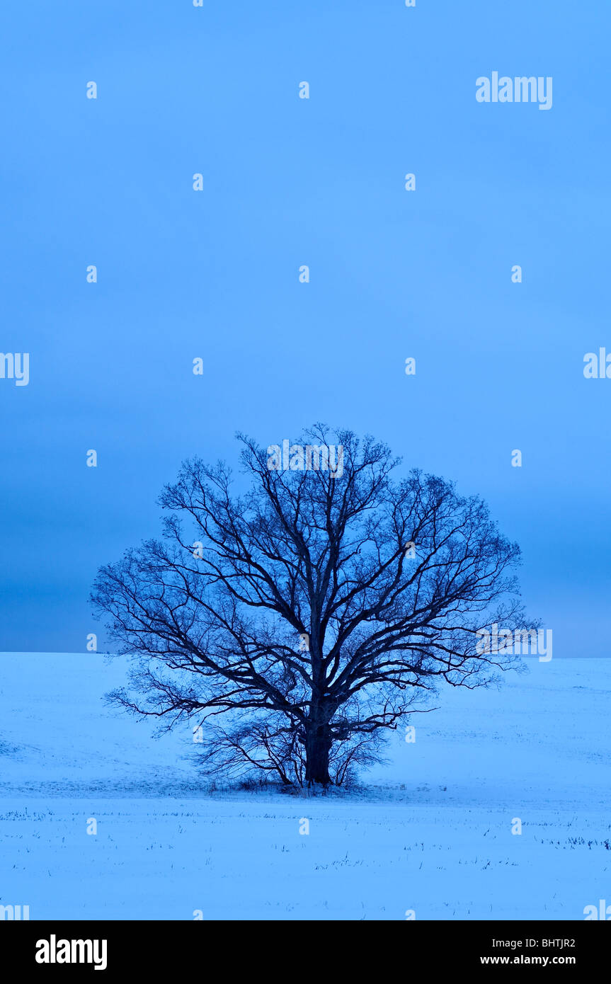 Oak tree in snow hi-res stock photography and images - Alamy