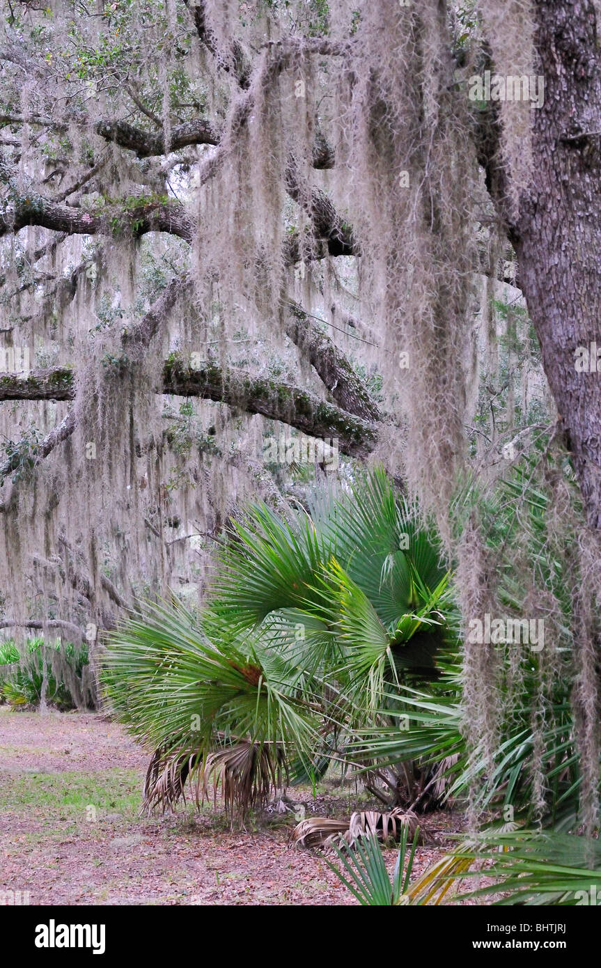 Princess pine or ground moss hi-res stock photography and images - Alamy