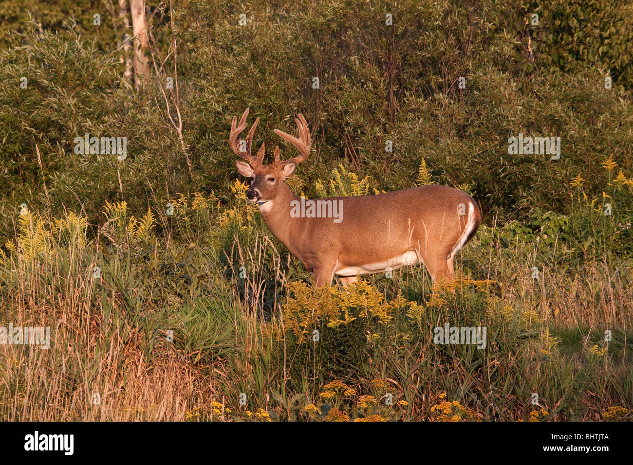 White-tailed buck in fall Stock Photo - Alamy