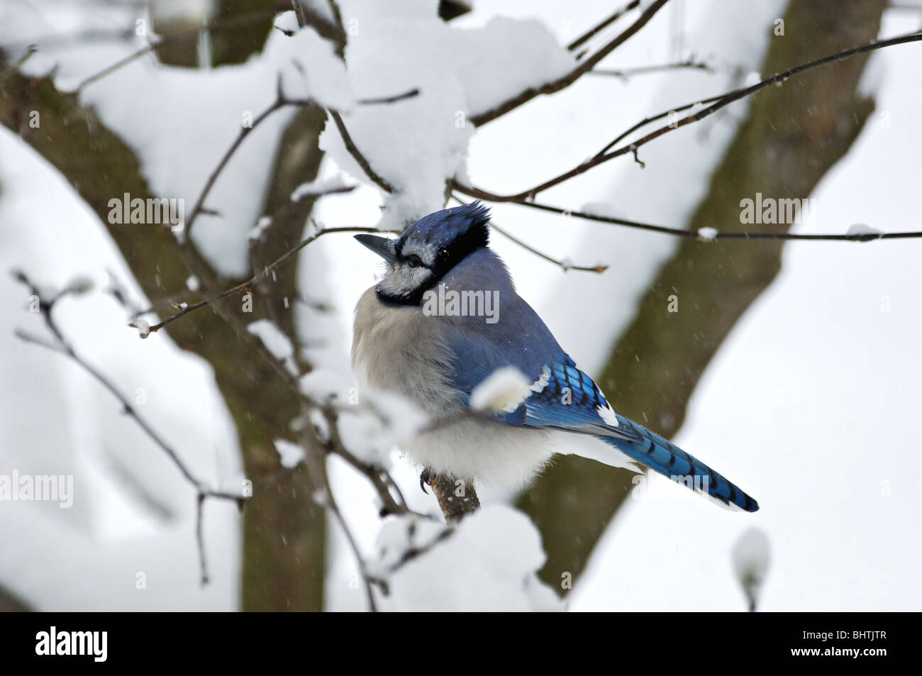 Bluejay perched hi-res stock photography and images - Alamy
