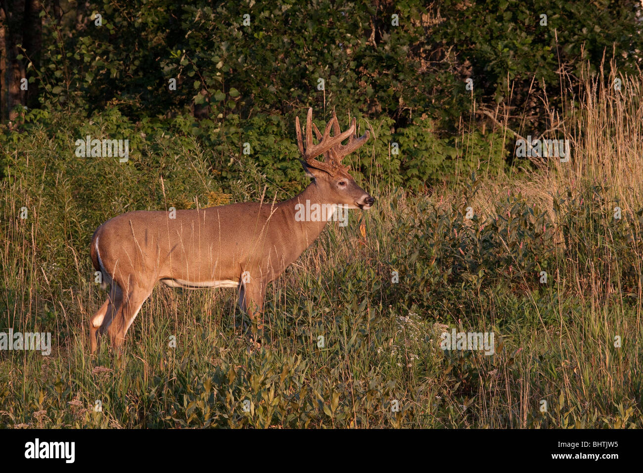 White tail buck large rack hi-res stock photography and images - Alamy