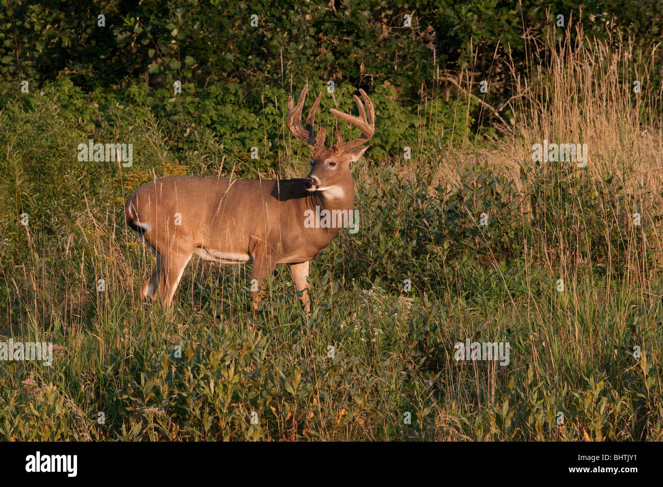 Huge white monarch hi-res stock photography and images - Alamy
