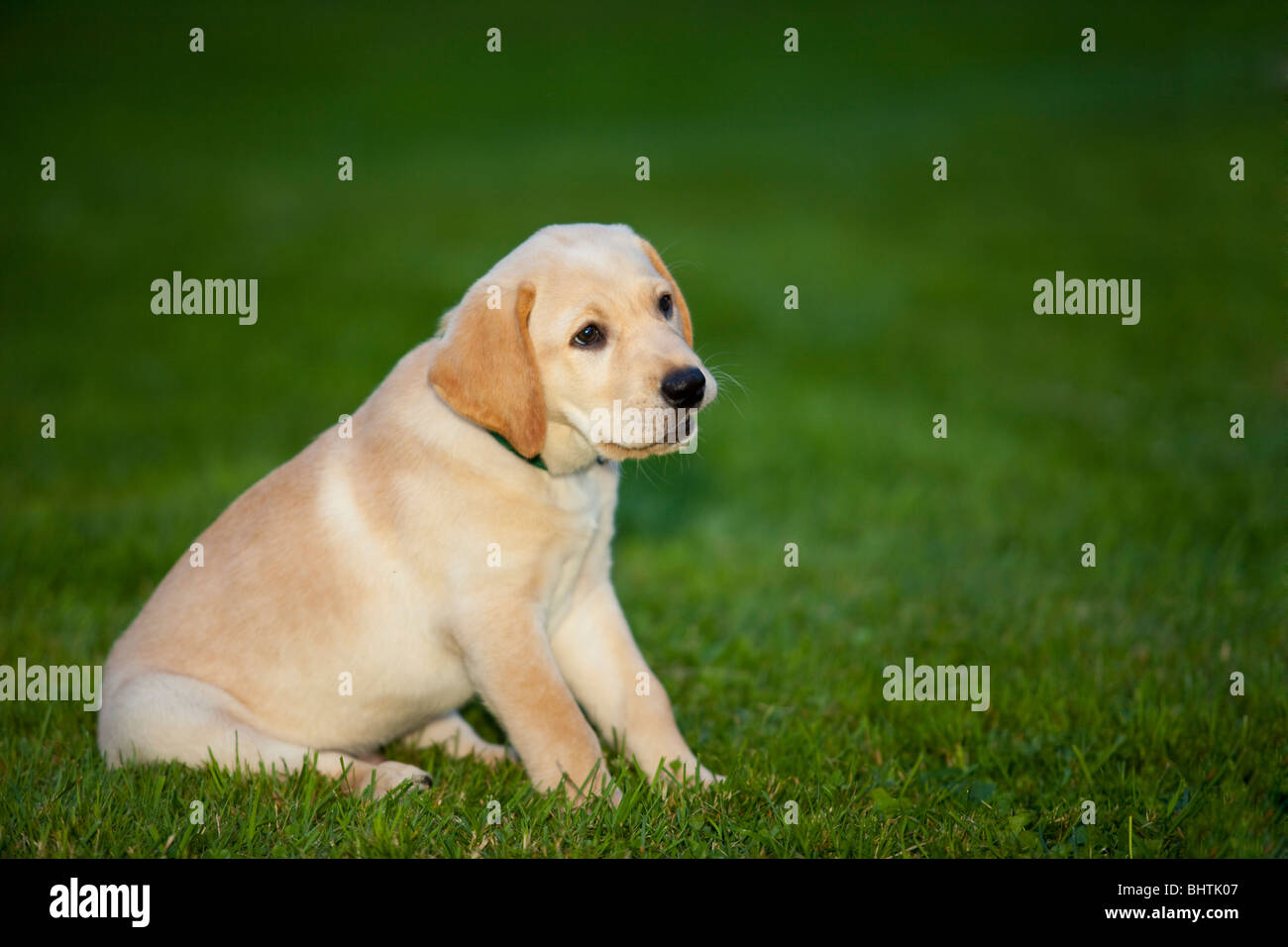 'yellow lab' hi-res stock photography and images - Alamy