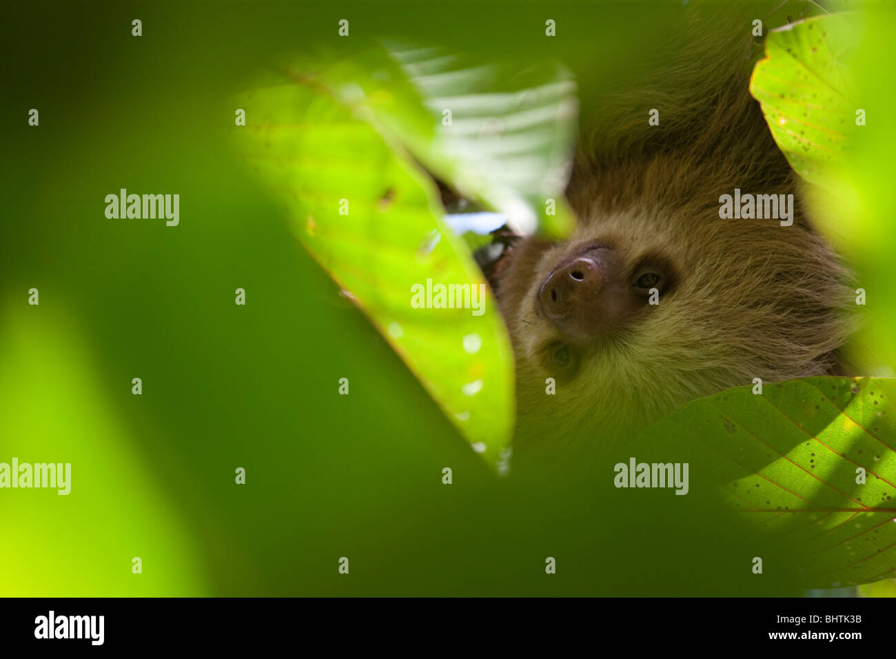 Pale-throated three toed Sloth in Costa Rica Stock Photo - Alamy