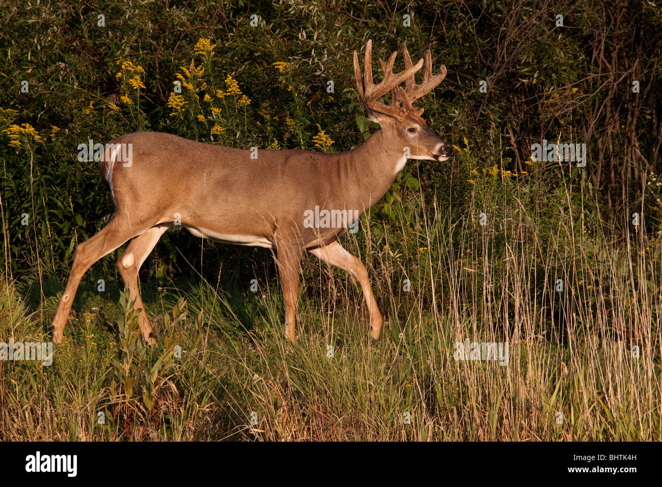 White-tailed buck in fall Stock Photo - Alamy