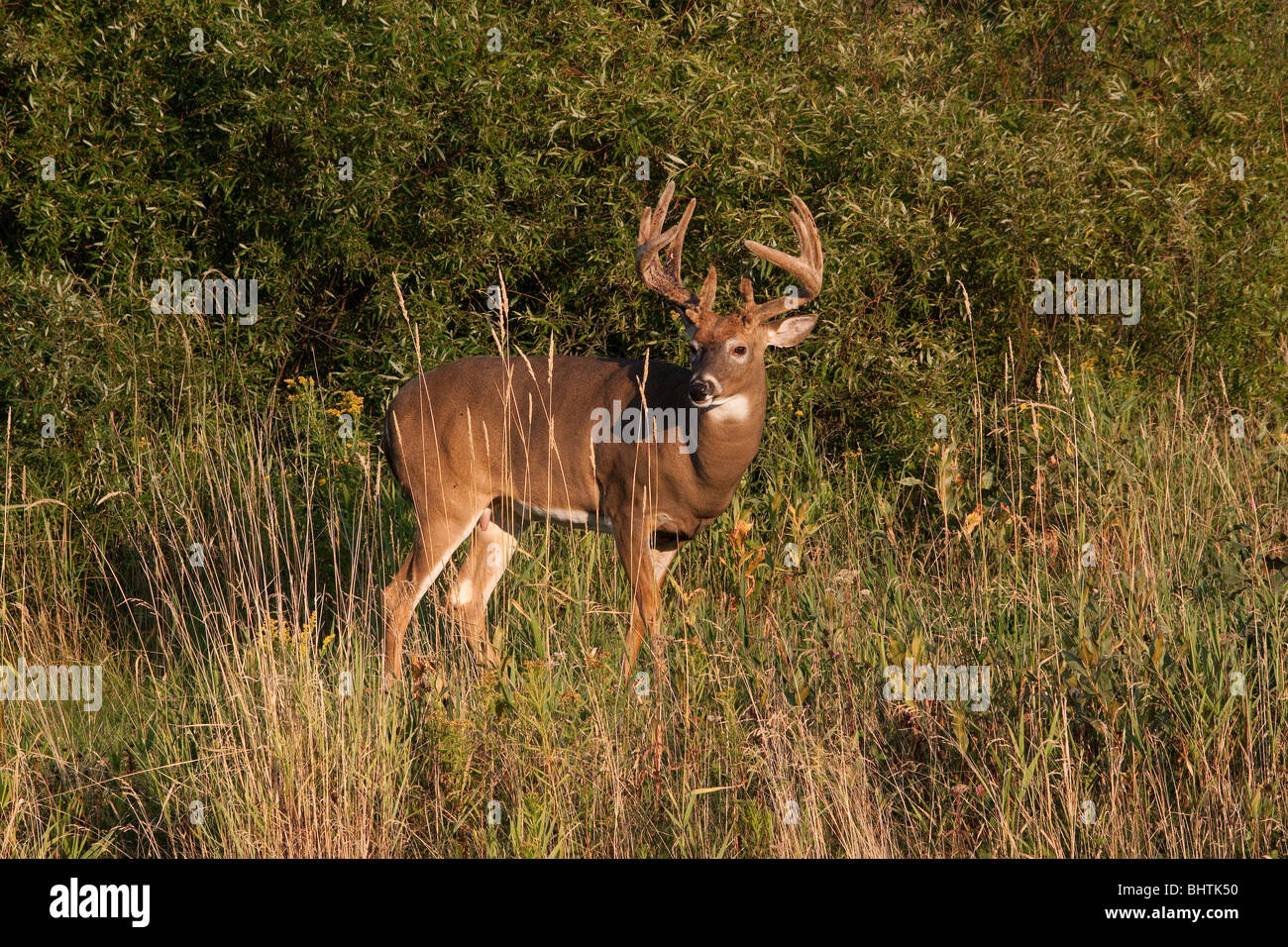 White-tailed buck in fall Stock Photo - Alamy