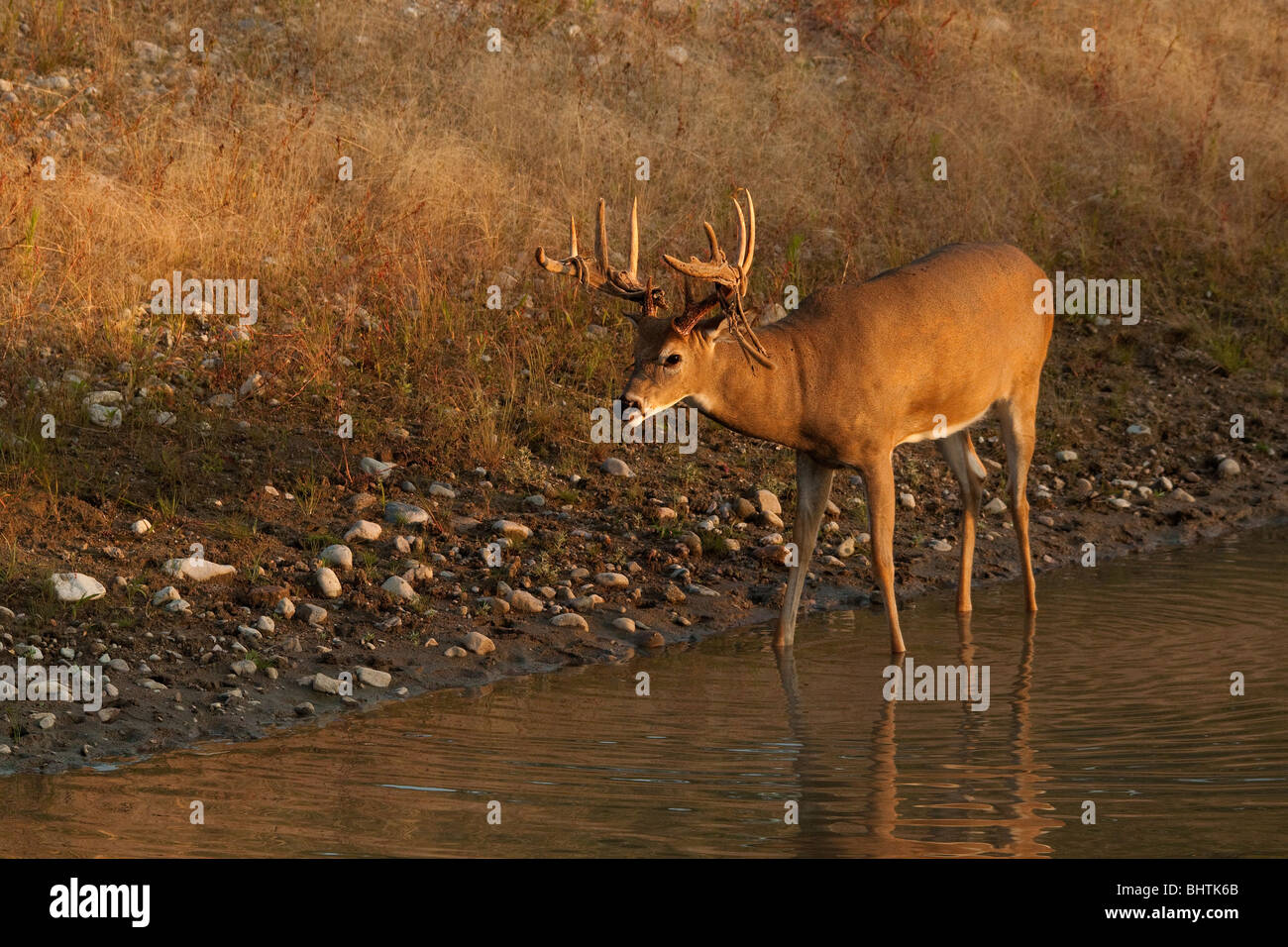 Whitetail deer buck shedding velvet hi-res stock photography and images ...