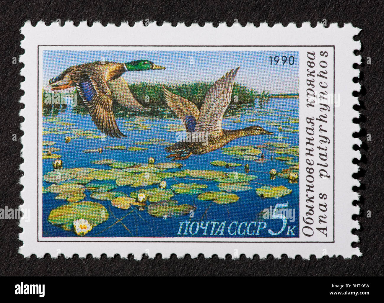 Postage stamp of the former Soviet Union featuring ducks (Anas ...