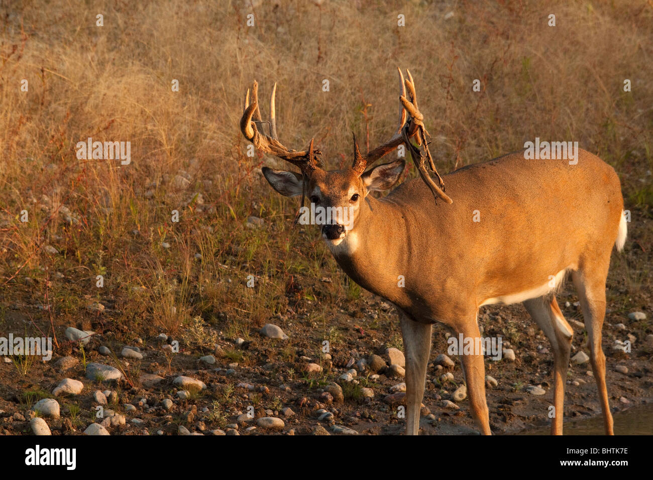 Whitetail deer buck shedding velvet hi-res stock photography and images ...