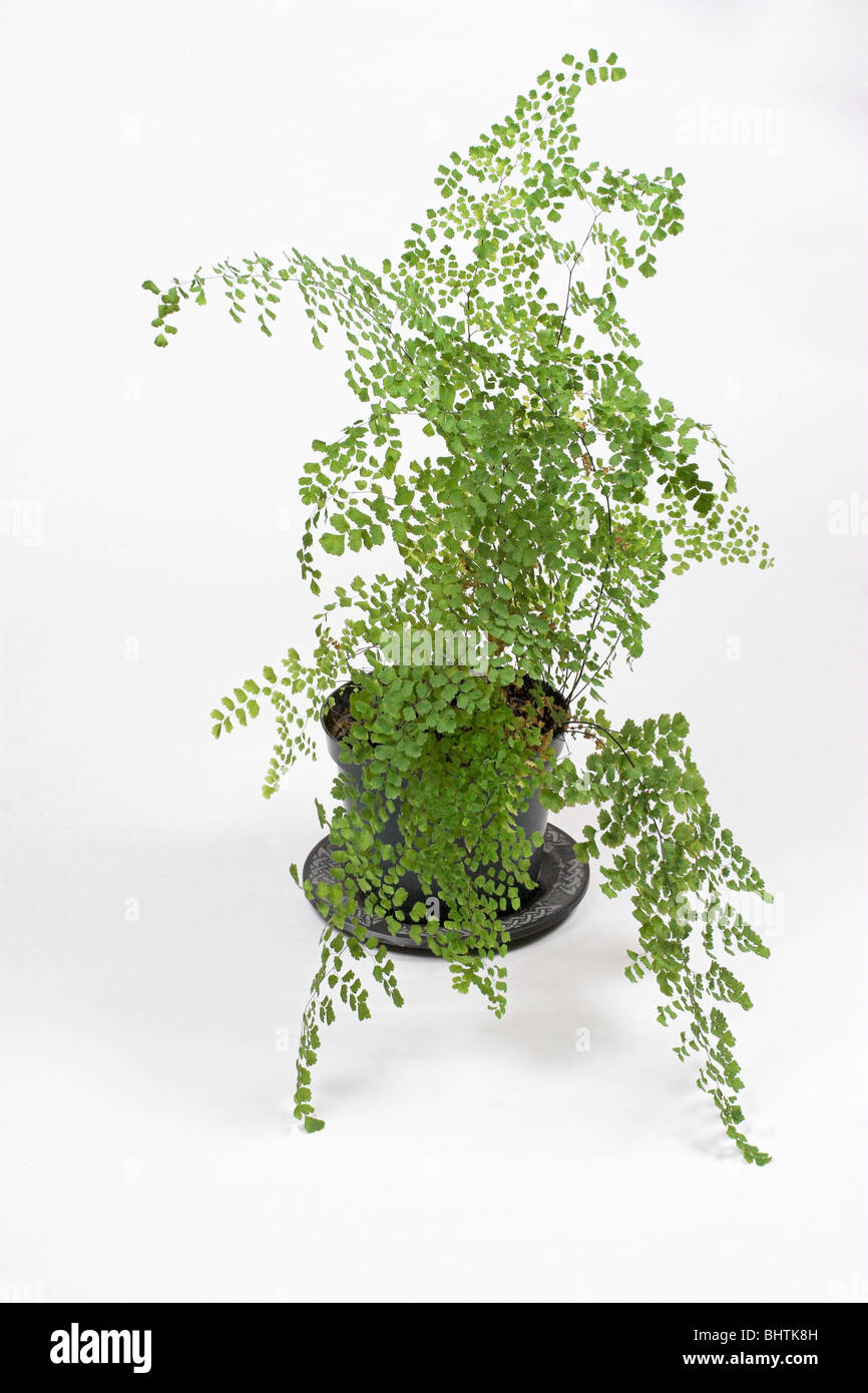 Maidenhair fern (Adiantum fragrans) in pot on white background Stock ...