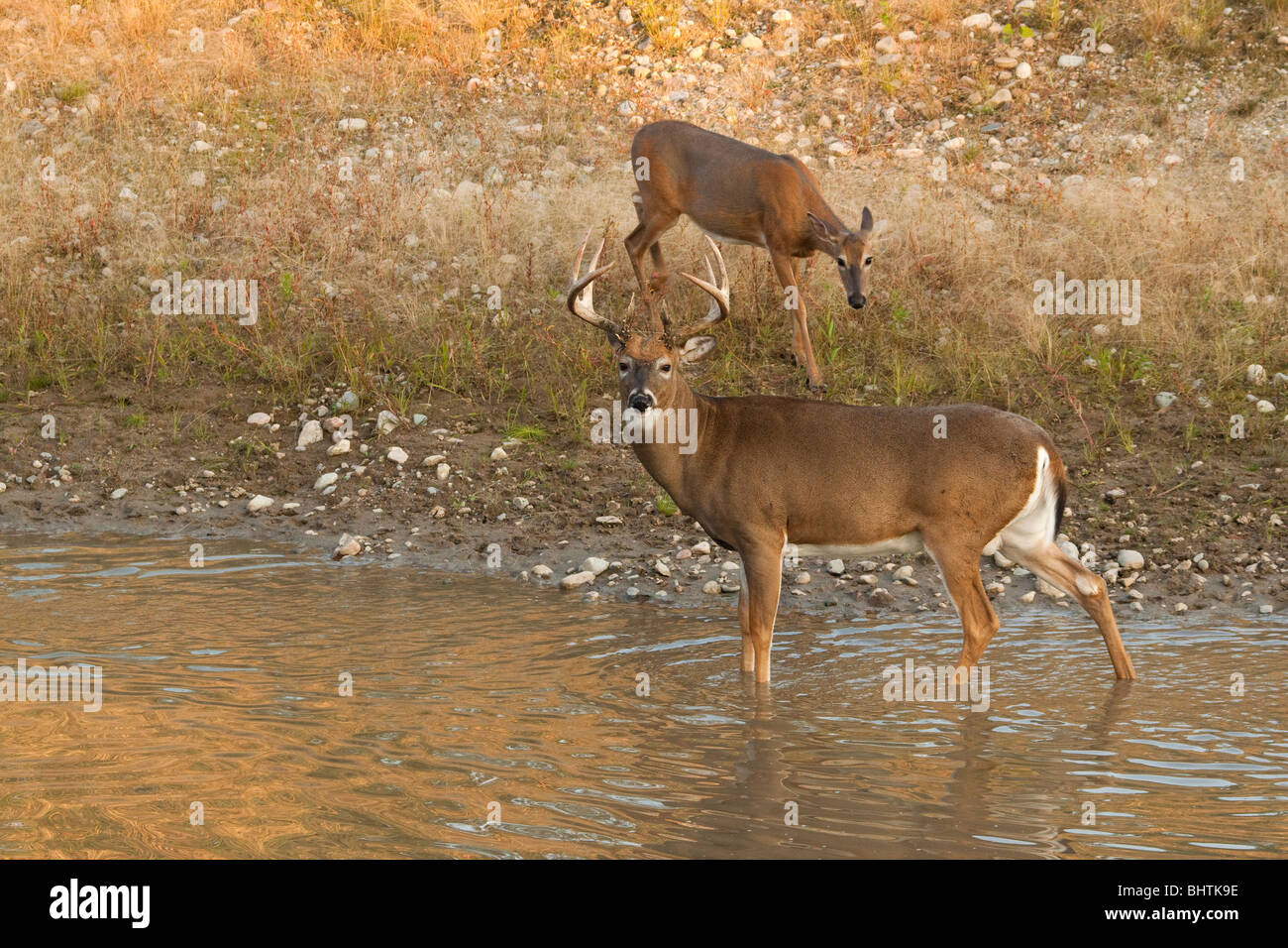 White-tailed buck and doe in fall Stock Photo - Alamy