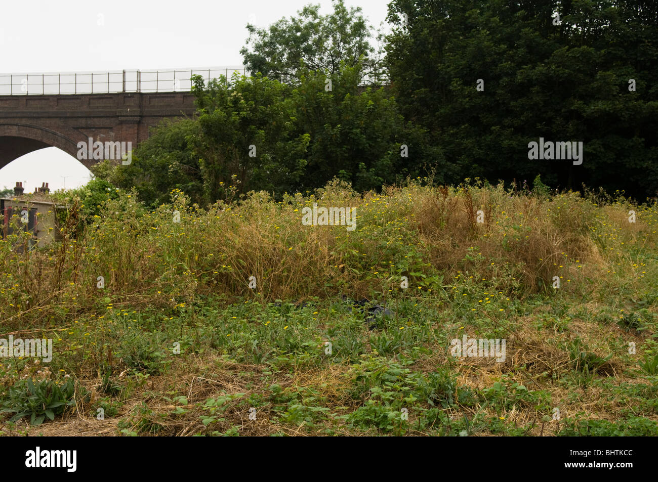 Overgrown allotment plot waist high with weeds, ready to be cleared ...