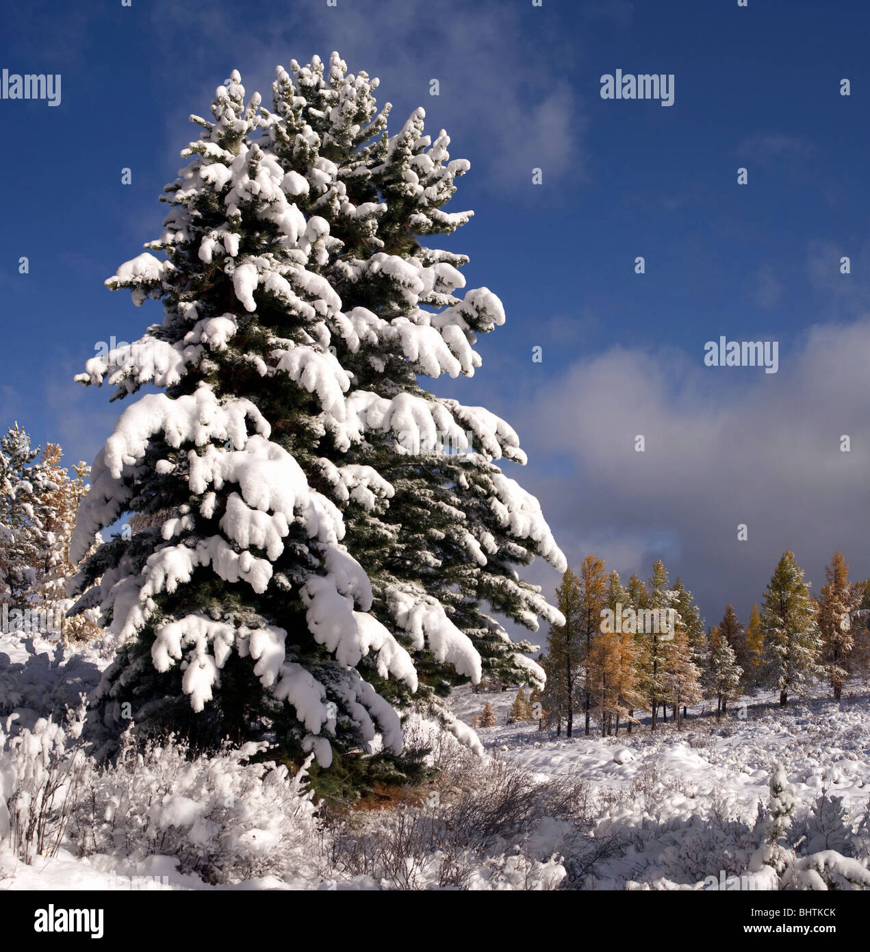 Christmas under snow falling hi-res stock photography and images - Alamy