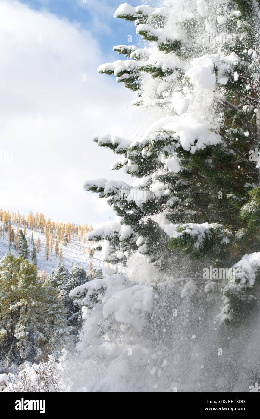 Falling tree branches hi-res stock photography and images - Alamy