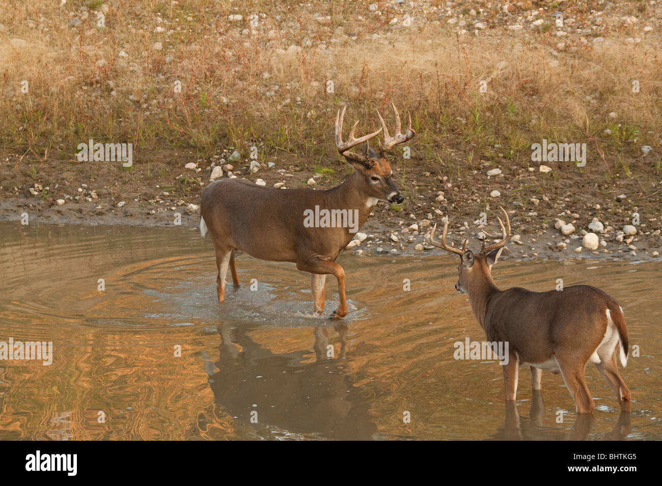 Young bucks sparring hi-res stock photography and images - Alamy
