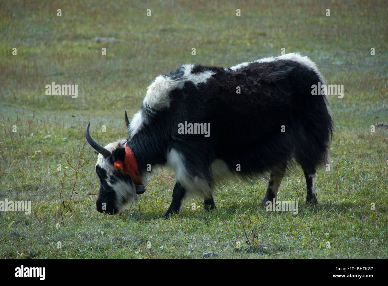 Yak grazing at Bhraka (Braga), near Manang, Annapurna Circuit, Nepal ...