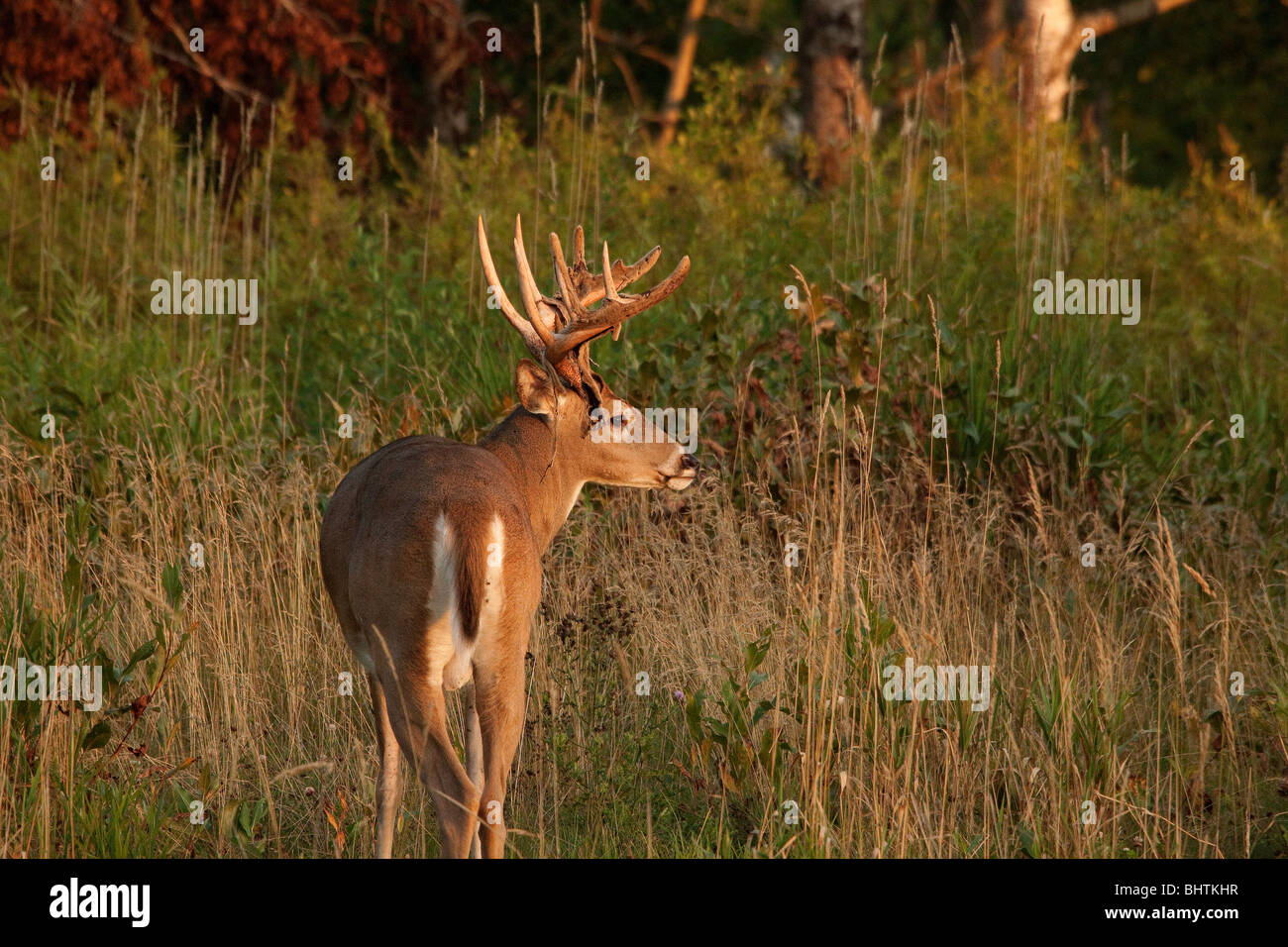 White-tailed buck in fall Stock Photo - Alamy