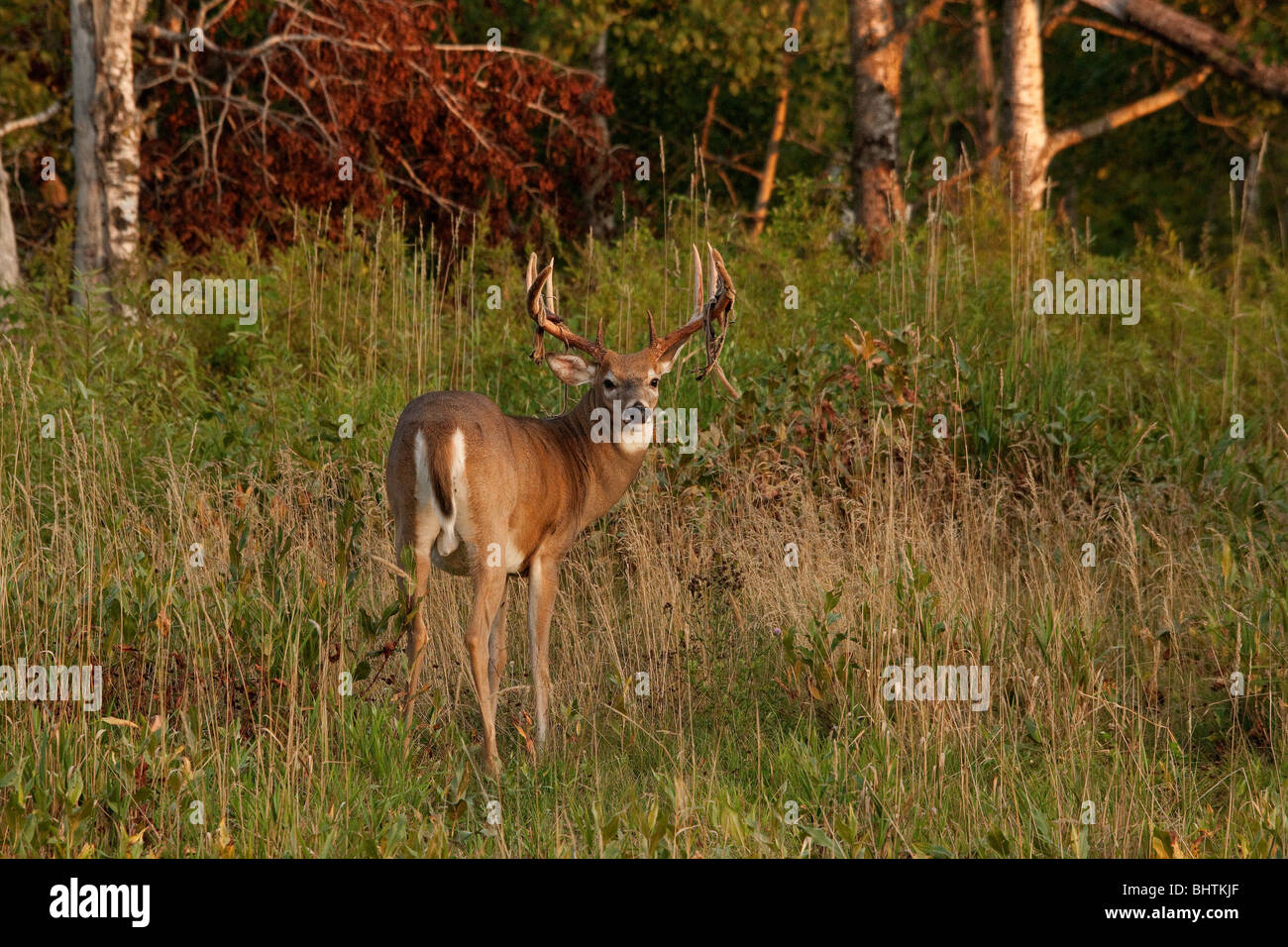 White-tailed buck in fall Stock Photo - Alamy