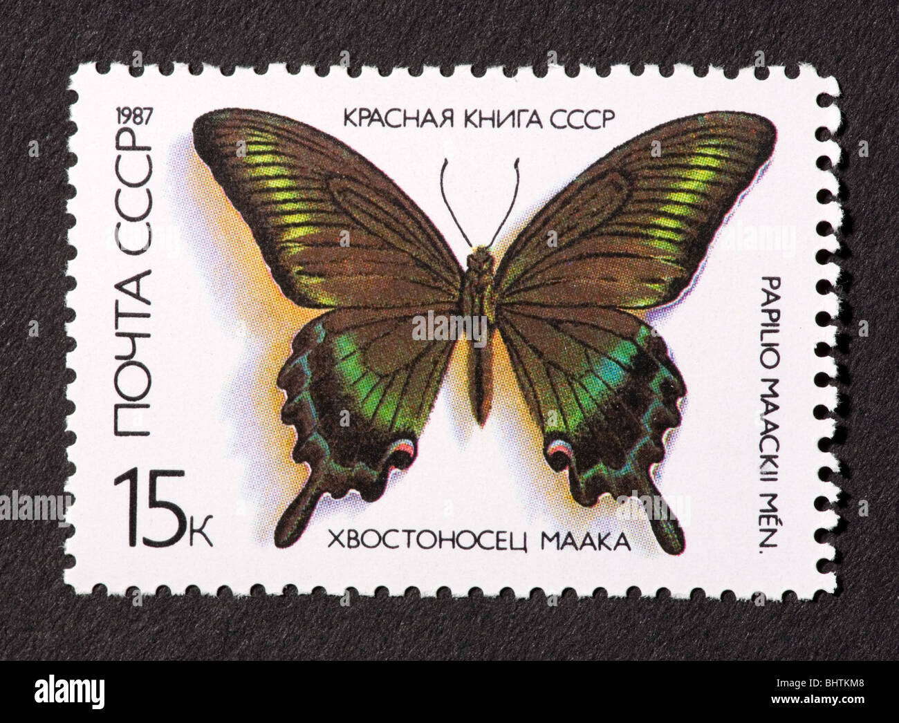 Swallowtail papilio maackii butterfly hi-res stock photography and ...