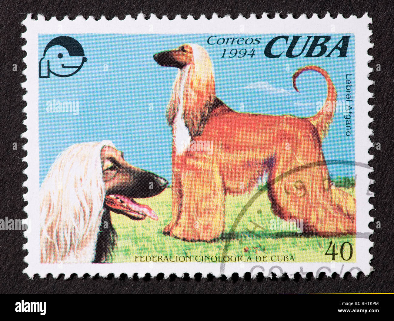 Stamp from Cuba showing an afghan hound Stock Photo - Alamy