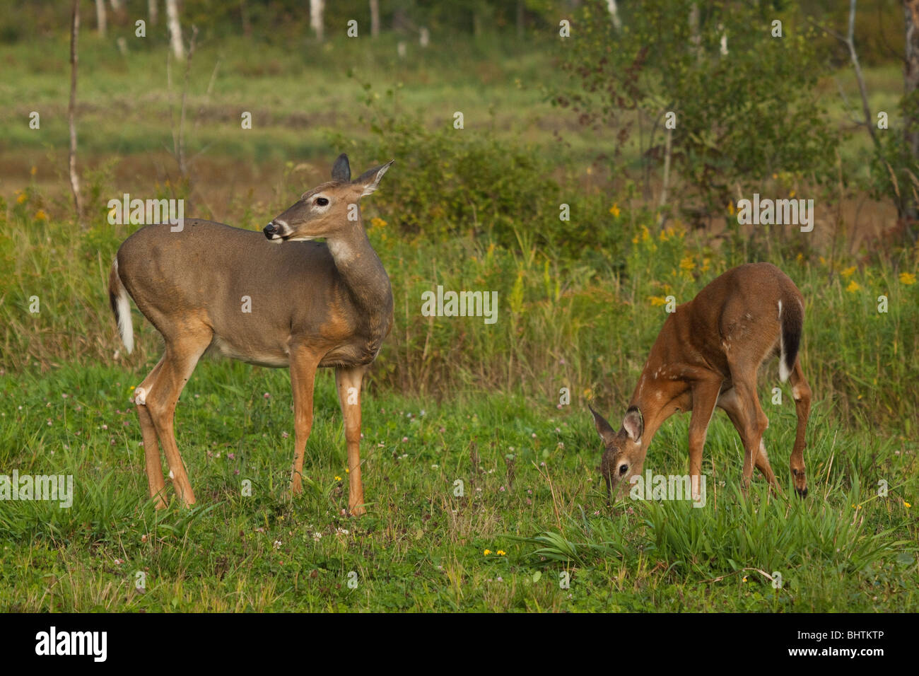 White-tailed doe with fawn Stock Photo - Alamy