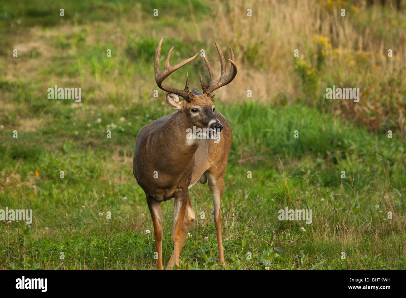 Huge white monarch hi-res stock photography and images - Alamy