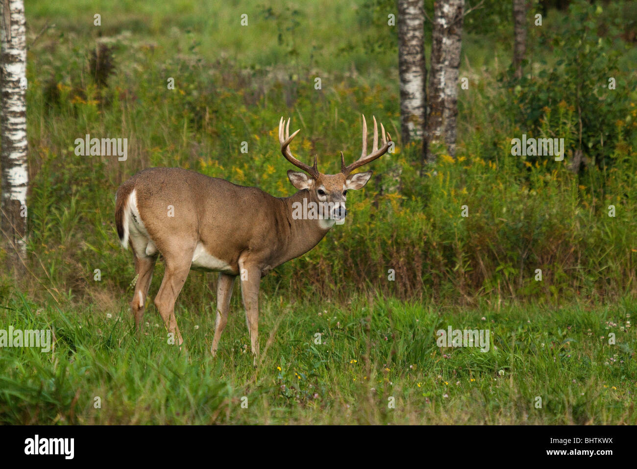 Huge white monarch hi-res stock photography and images - Alamy