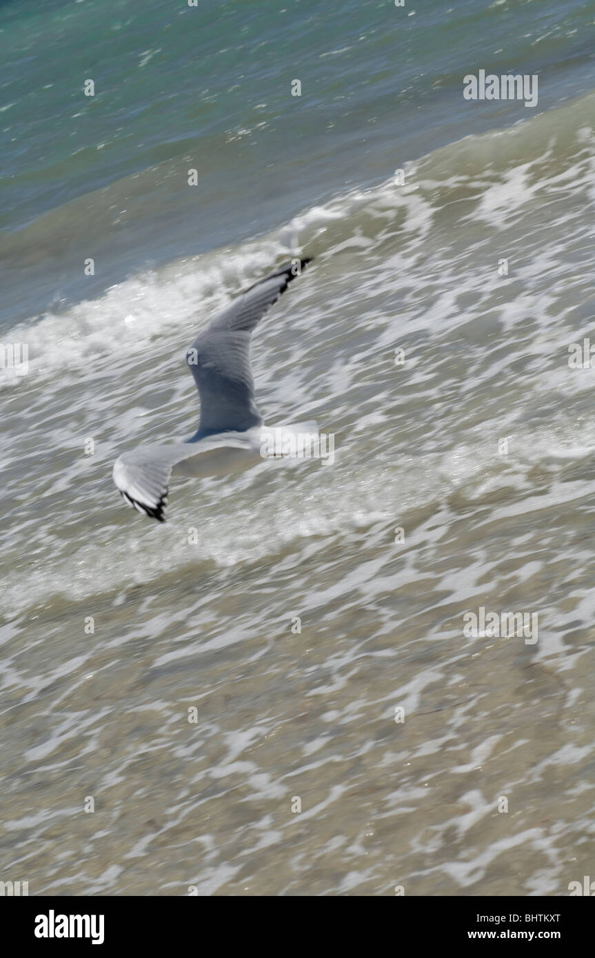 Sand fly hi-res stock photography and images - Alamy
