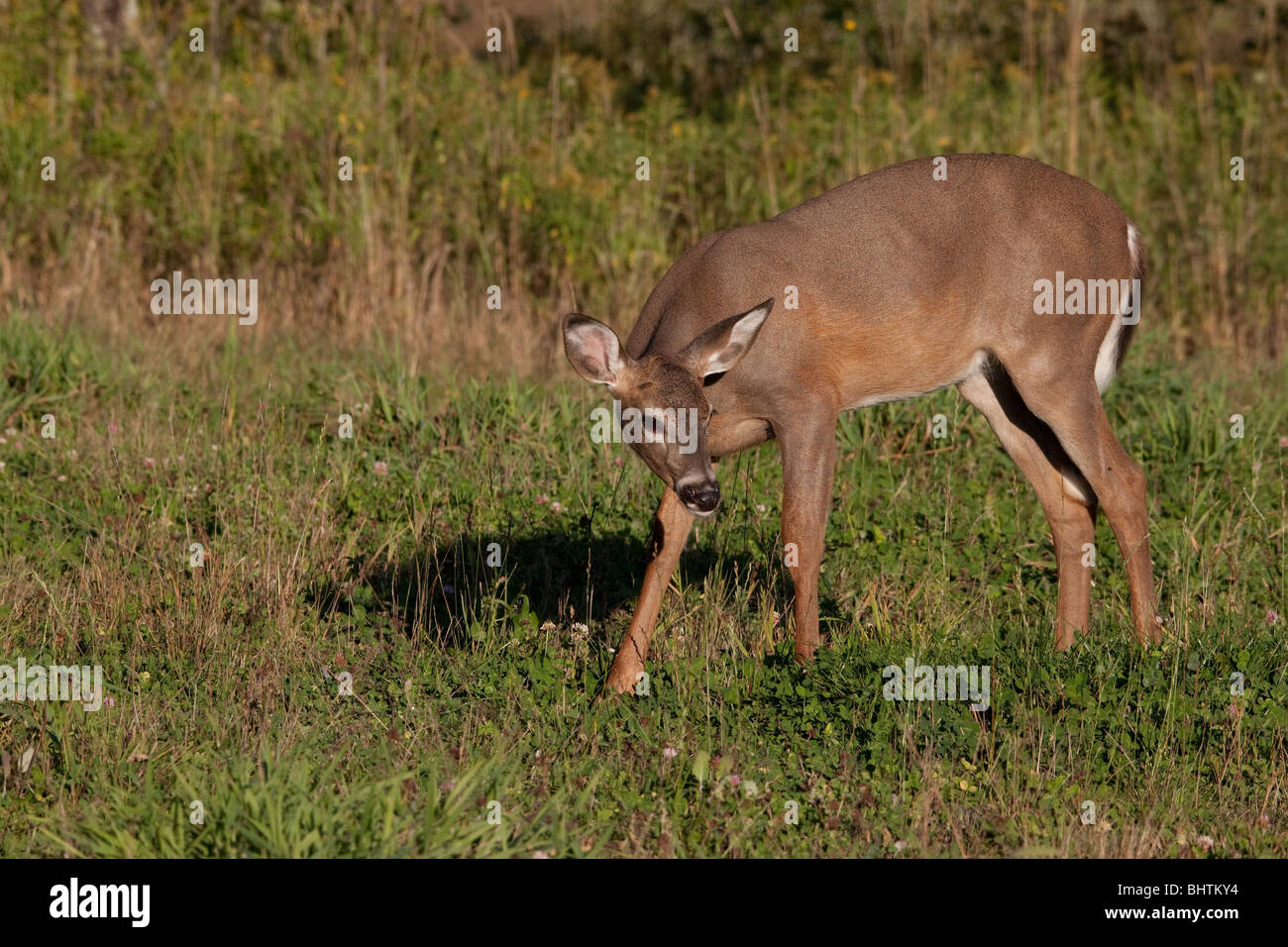 Doe hiding in fields hi-res stock photography and images - Alamy