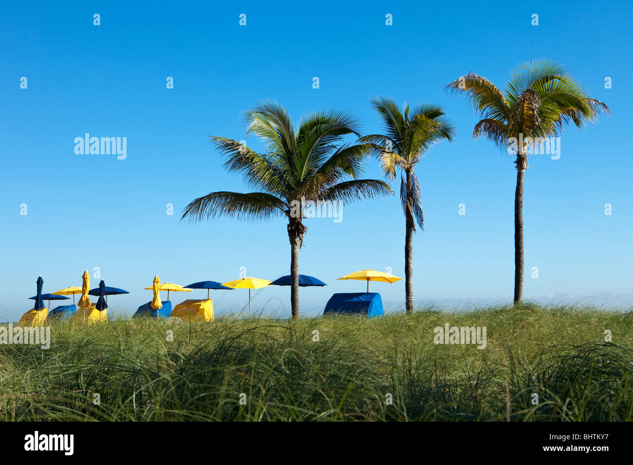 A group of beach cabanas with umbrellas underneath palm trees forms a ...