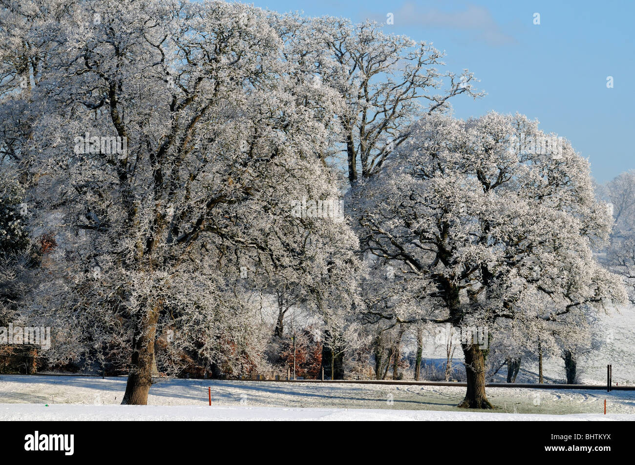 an oak tree quercus sp covered in hoar frost and carpet blanket of ...