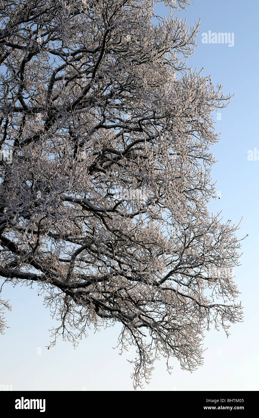 an oak tree quercus sp covered in hoar frost and carpet blanket of ...