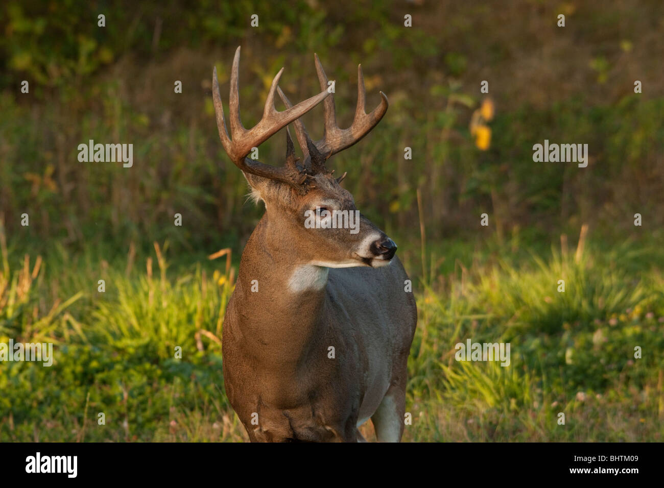 White-tailed buck(s) in fall Stock Photo - Alamy
