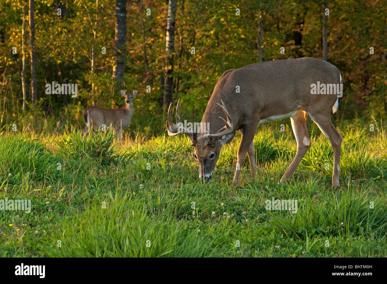 North american fall tradition hi-res stock photography and images - Alamy