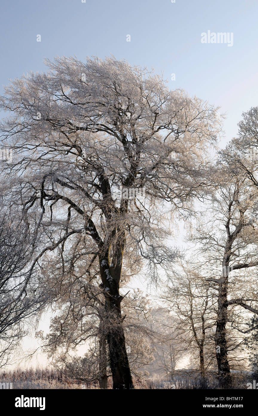 an oak tree quercus sp covered in hoar frost and carpet blanket of ...