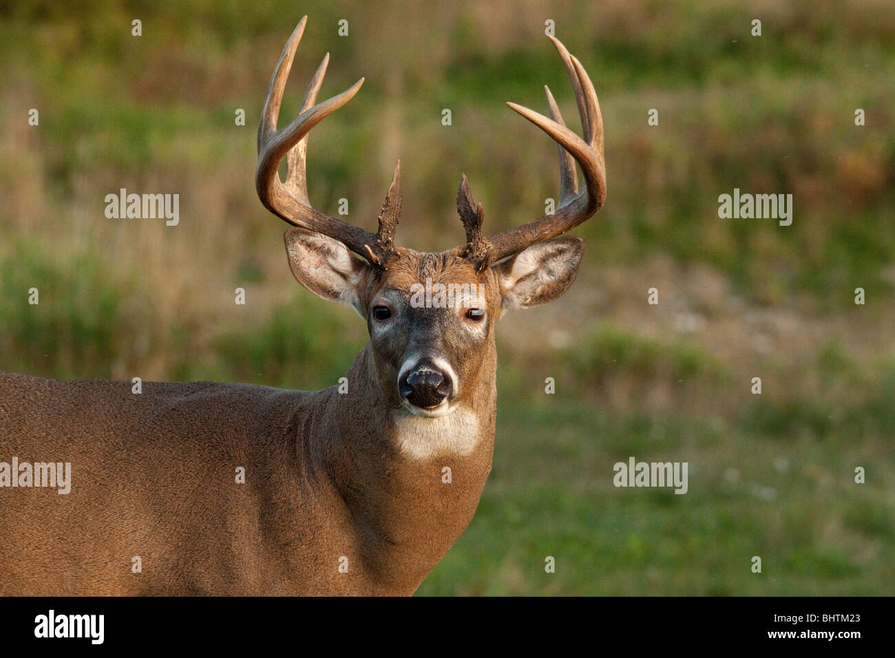 Huge white monarch hi-res stock photography and images - Alamy