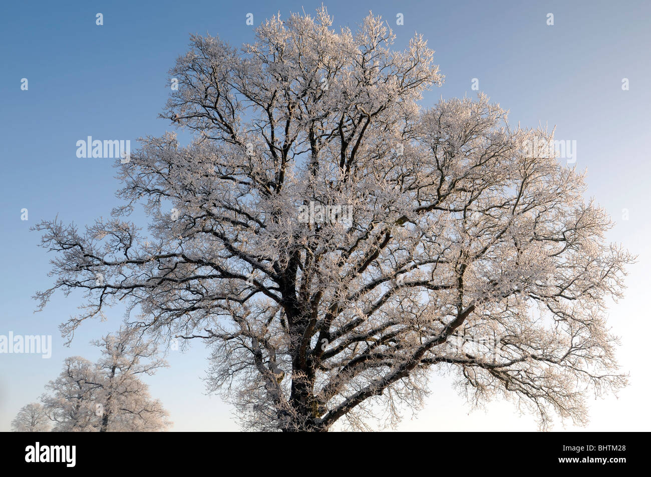 an oak tree quercus sp covered in hoar frost and carpet blanket of ...