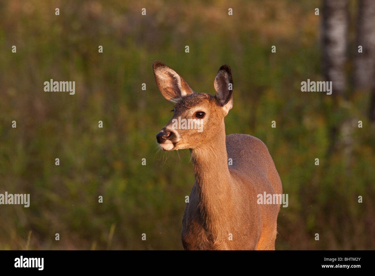 Hungry doe hi-res stock photography and images - Alamy