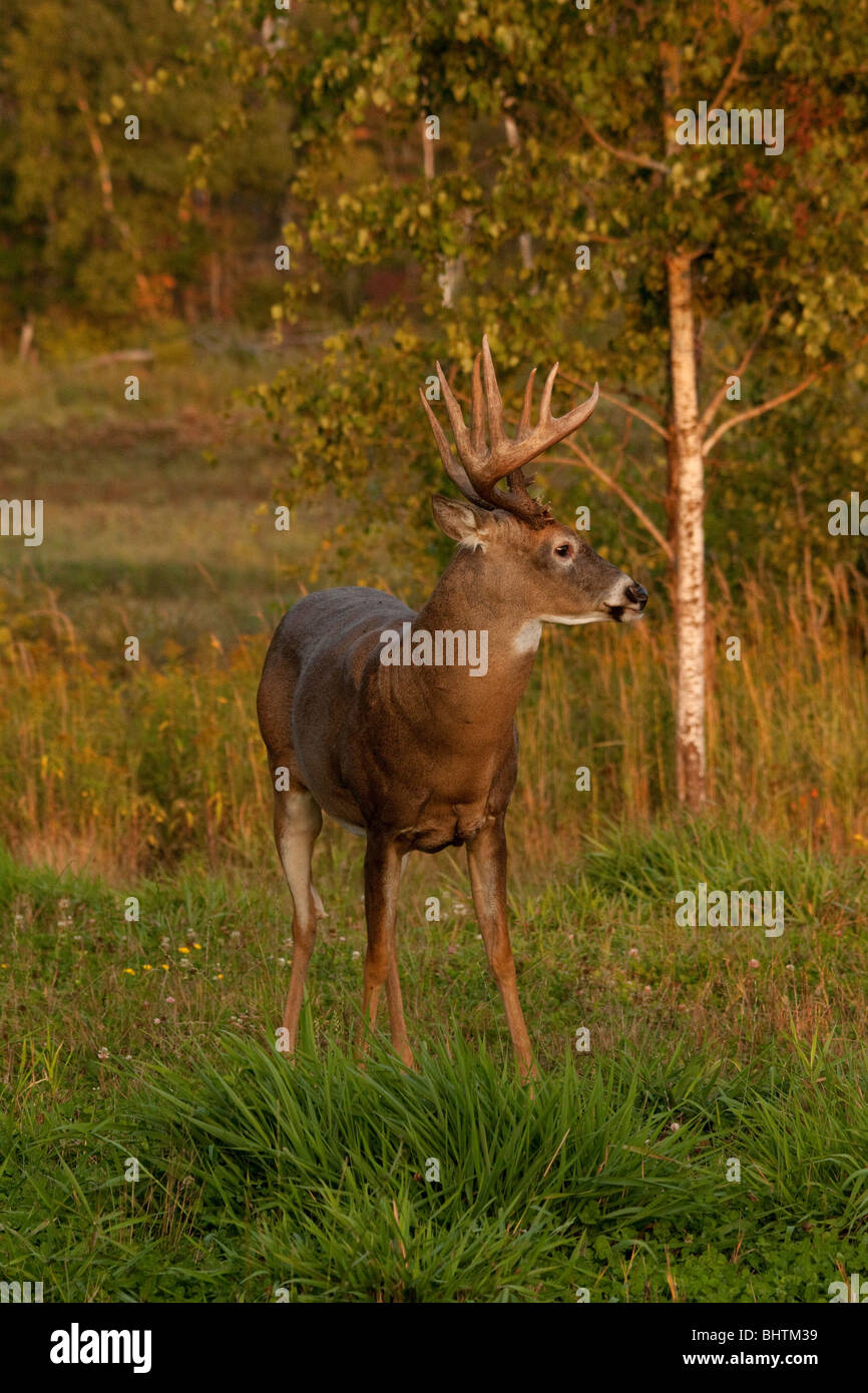 White-tailed buck in fall Stock Photo - Alamy
