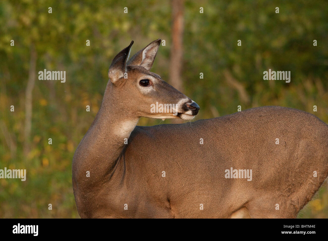 White tailed doe minnesota hi-res stock photography and images - Alamy