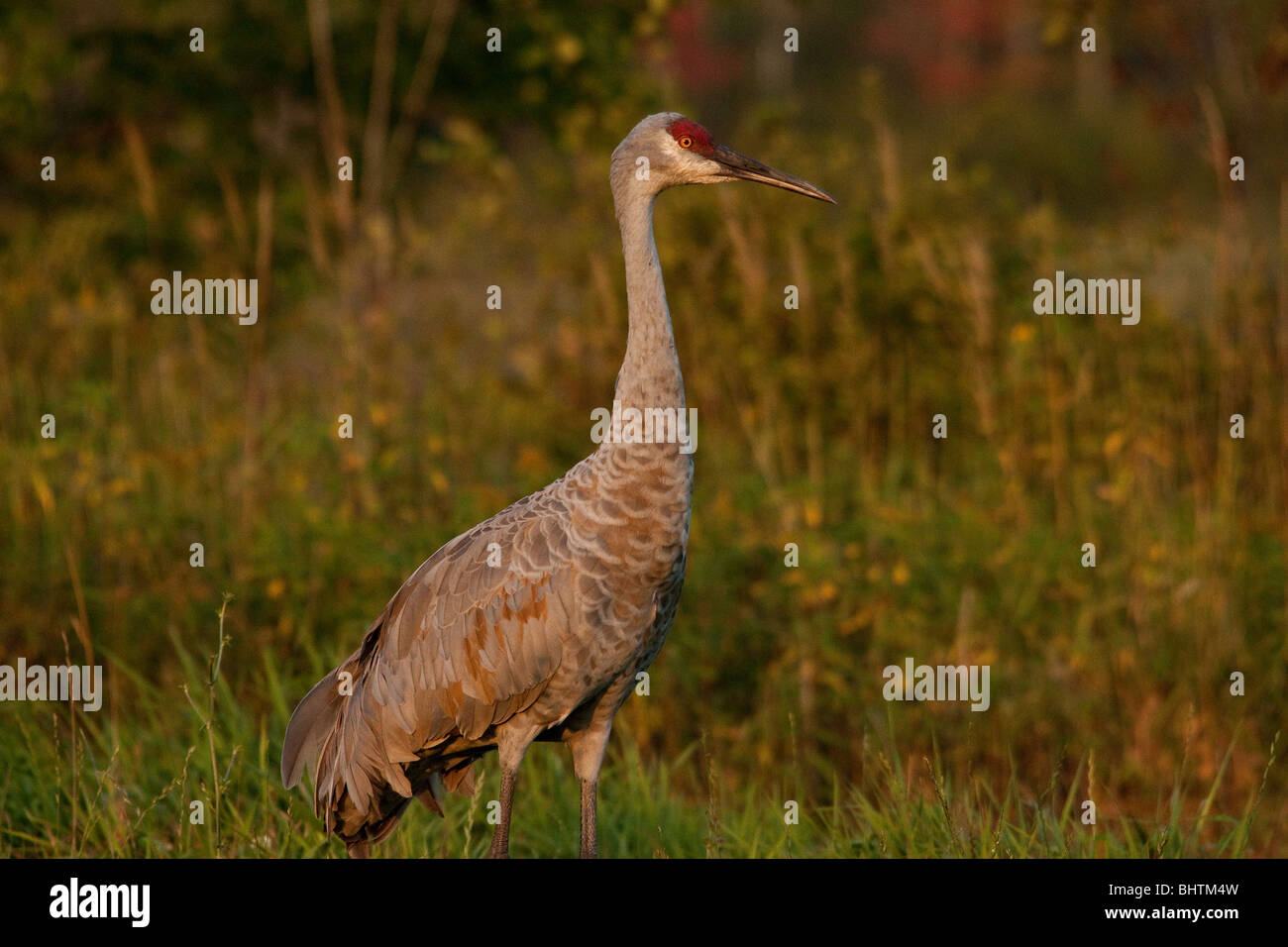Sandhill Crane - Fall Stock Photo - Alamy