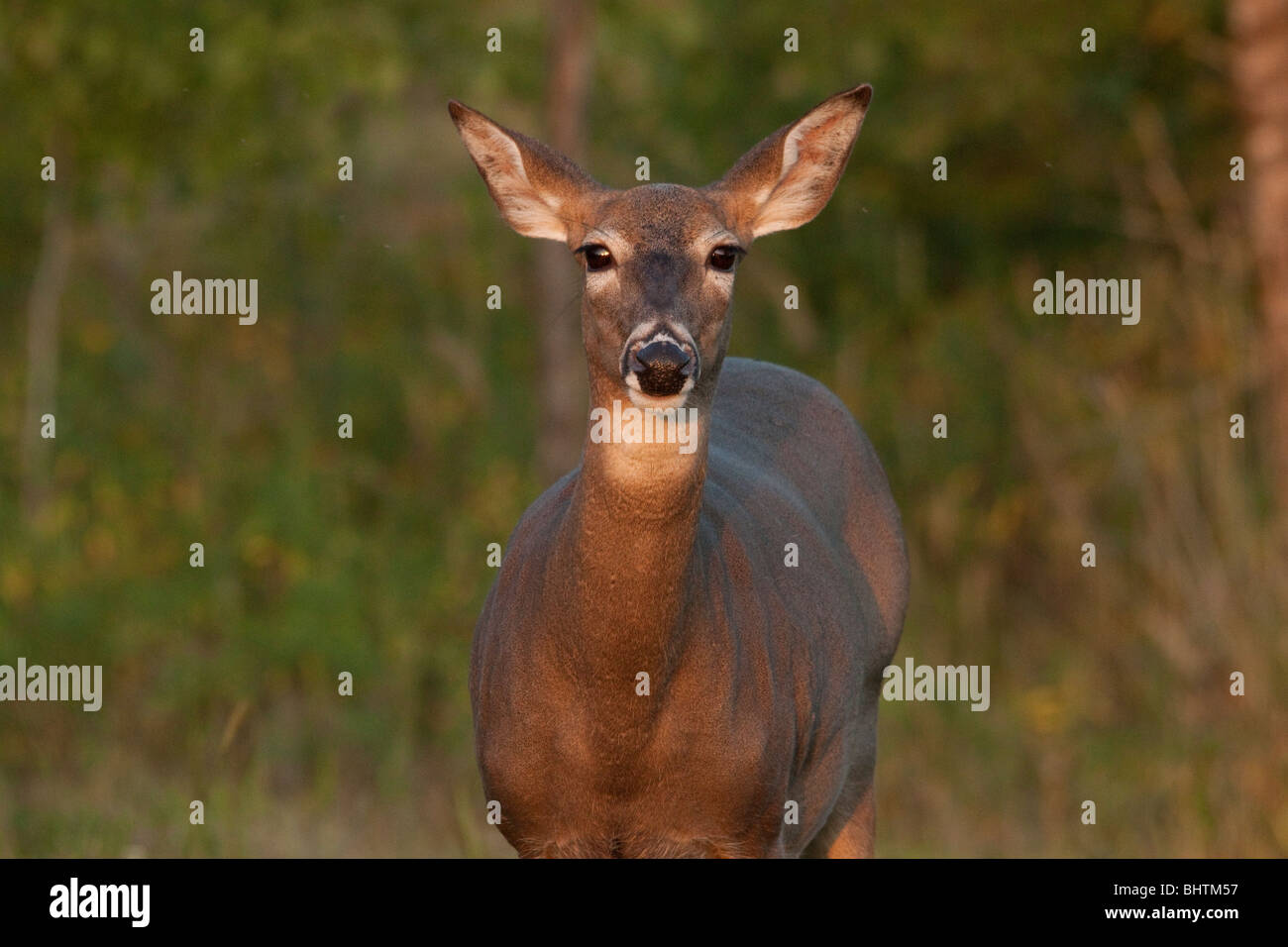 Hungry doe hi-res stock photography and images - Alamy
