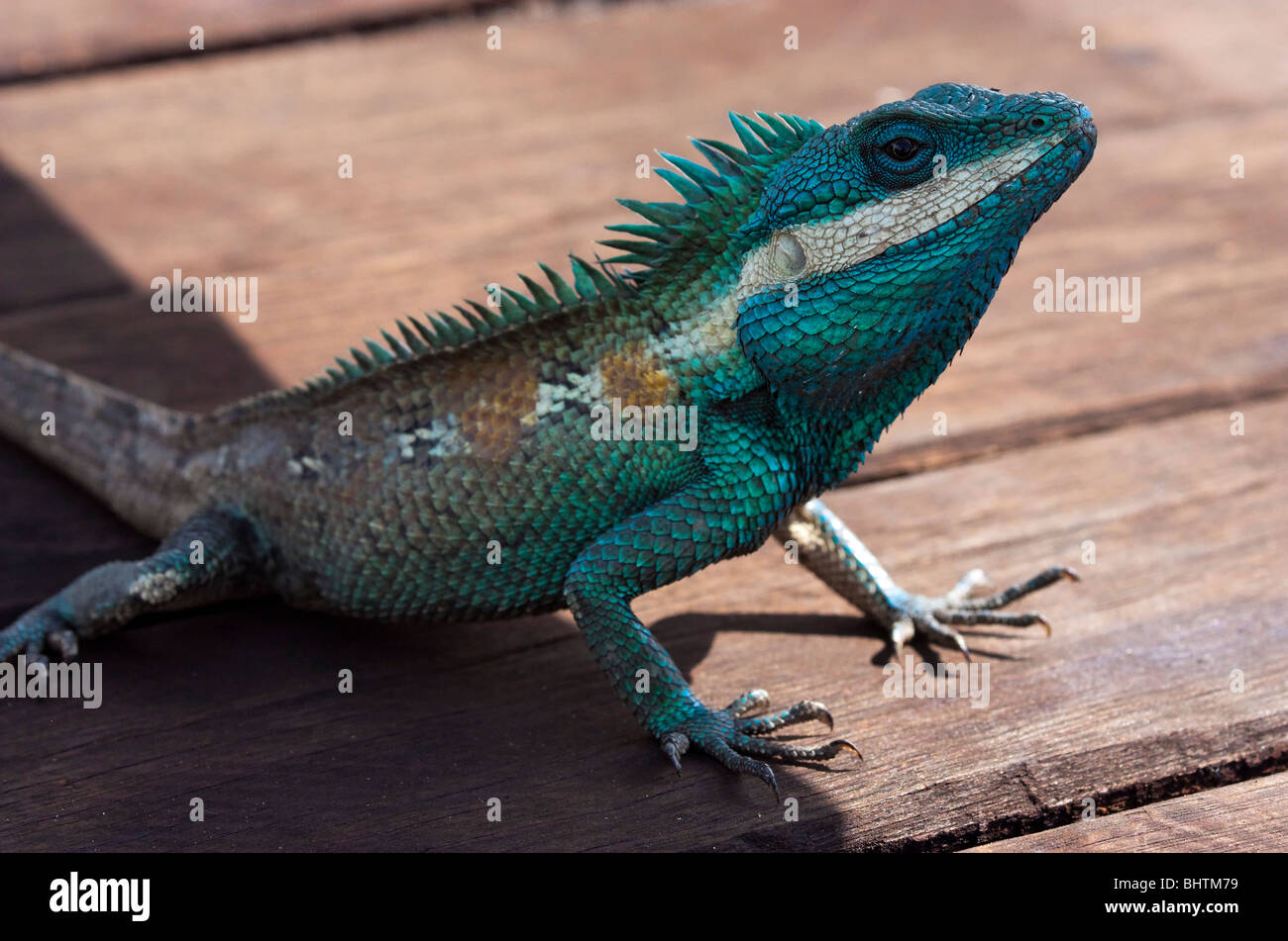 Blue lizard from Myanmar Stock Photo - Alamy